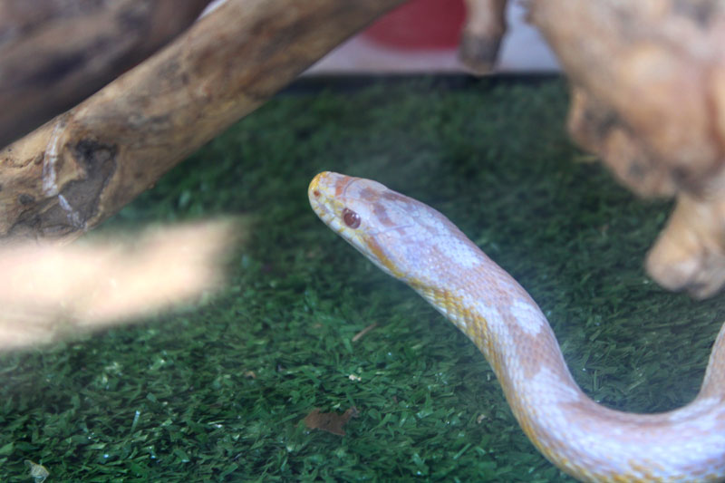 Cek Kesehatan Anabul - SMAK Santo Paulus Jember